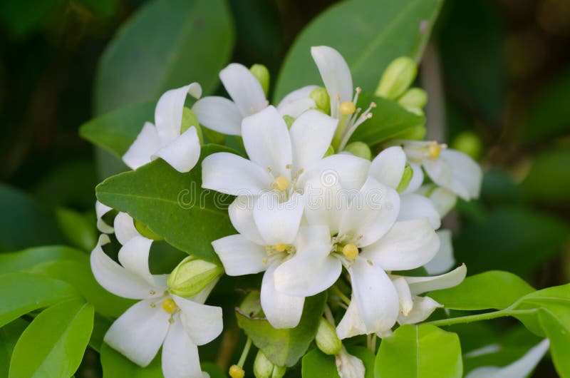 Murraya paniculata stock image. Image of thai, orang - 41224219