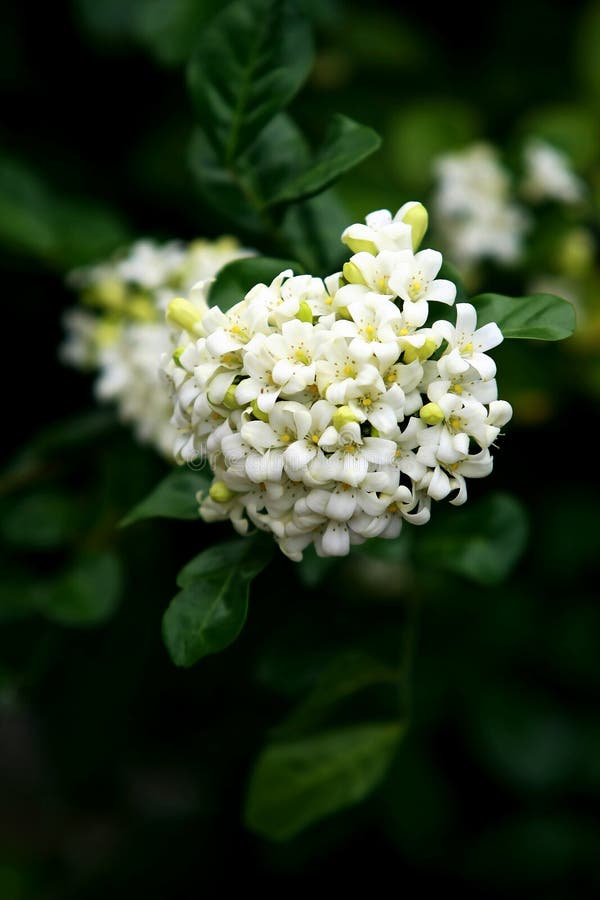 Murraya Paniculata Flower, Close Up Stock Photo - Image of beauty ...