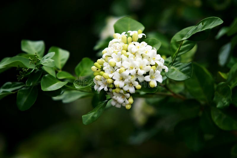 Murraya Paniculata Flower, Close Up Stock Image - Image of green ...