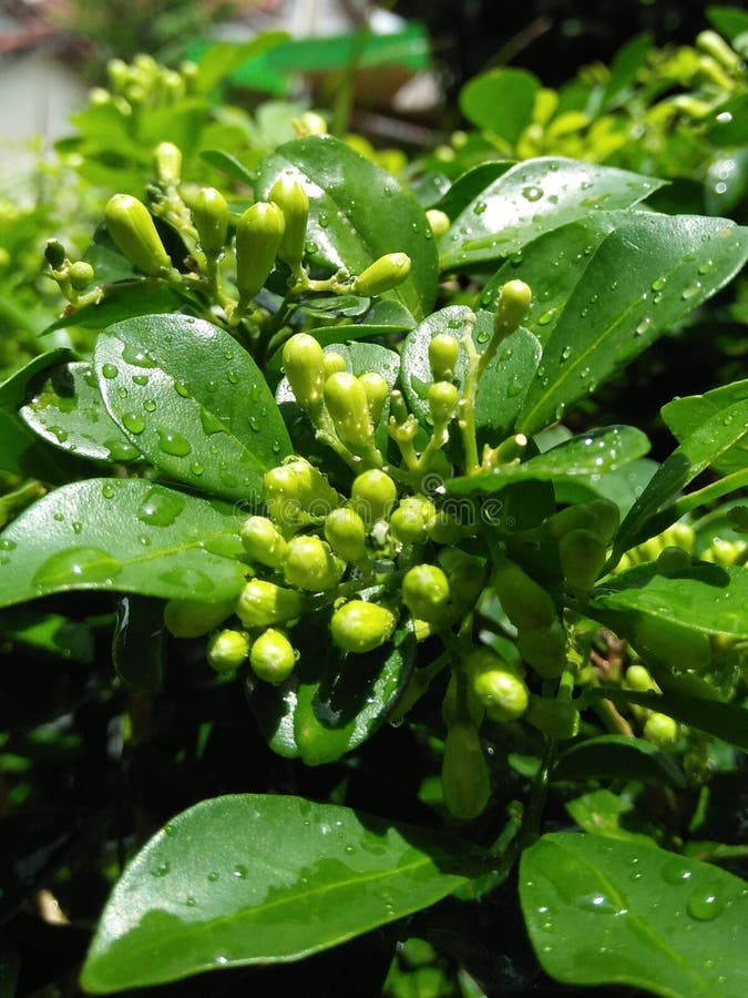 Murraya Paniculata (Kemuning) Stock Photo - Image of leaf, ornamental ...