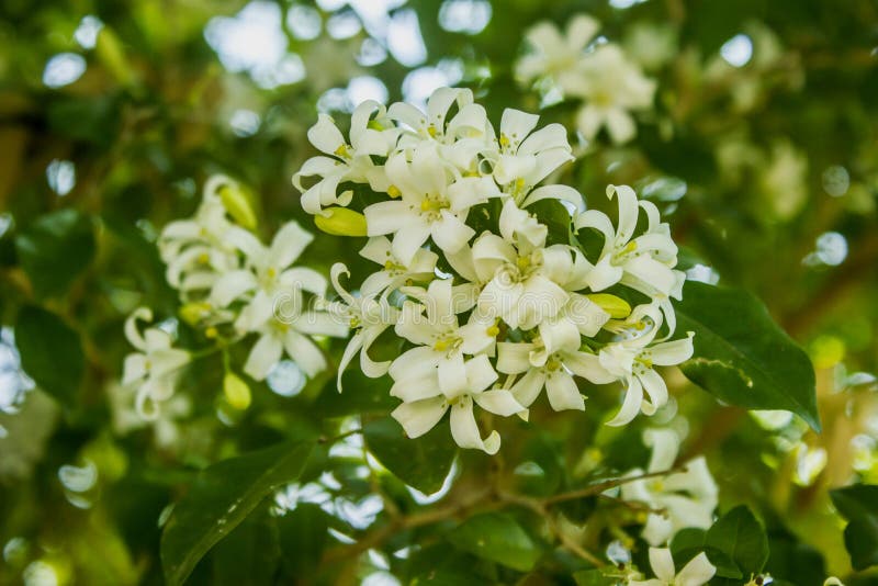 Murraya Paniculata L. Jack, White Flowers Stock Photo - Image of ...