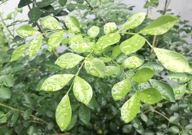 Murraya Paniculata One of Perdu Plant Have Flower Very Fragrant Stock ...