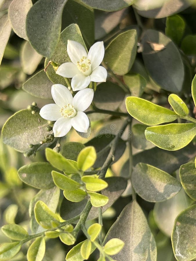 Murraya Paniculata, Orange Jasmine, Fragrant Ornamental Shrub Stock ...