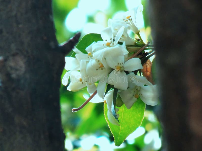 Murraya Paniculata or Orange Jasmine White Flower on Tree Stock Photo ...