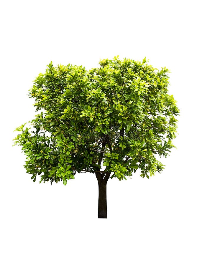 Murraya Paniculata Tree Isolated on White Stock Photo - Image of nature ...