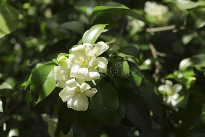 Murraya Paniculata, White Flower of Orange Jessamine Stock Photo ...