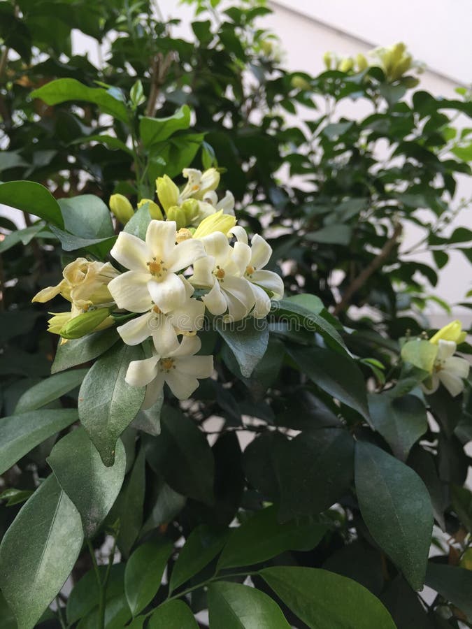 Murraya paniculata.. stock image. Image of white, small - 49419657