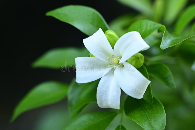 Murraya Paniculata White on Tree Stock Photo - Image of home, natural ...