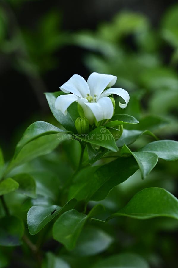 Murraya Paniculata White on Tree Stock Image - Image of murraya, green ...