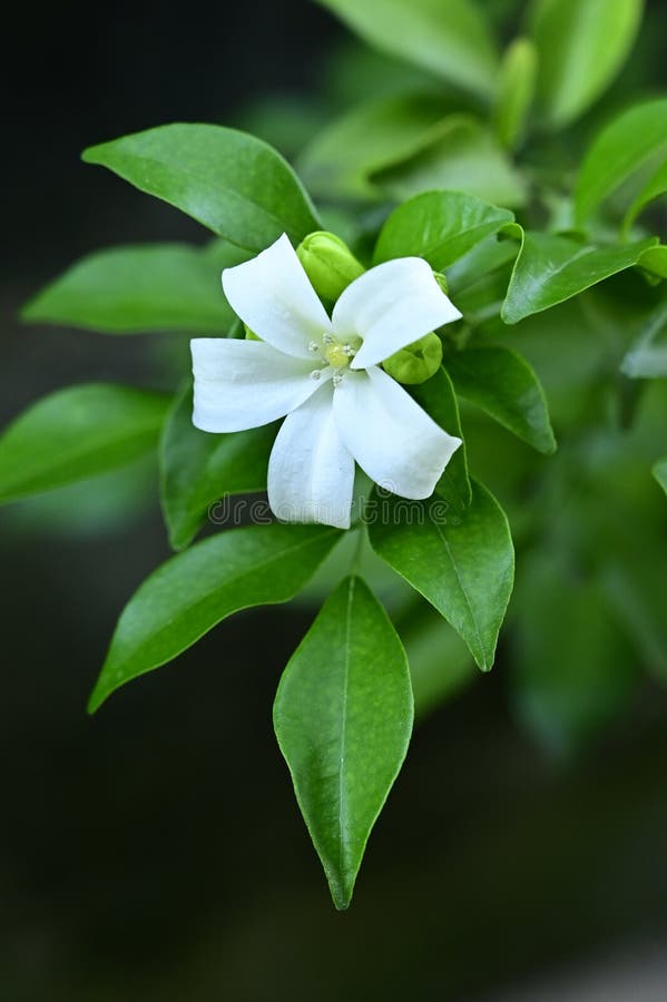 Murraya Paniculata White on Tree Stock Photo - Image of orange, herb ...