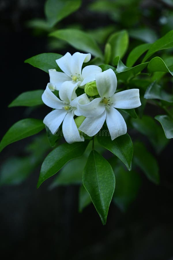 Murraya Paniculata White on Tree Stock Image - Image of bark, leaf ...