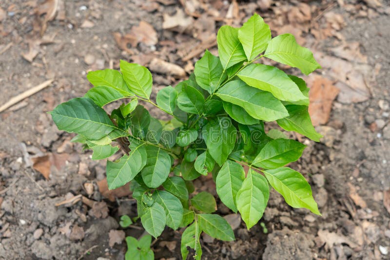 Murraya siamensis Craib stock photo. Image of cultivation - 360970276