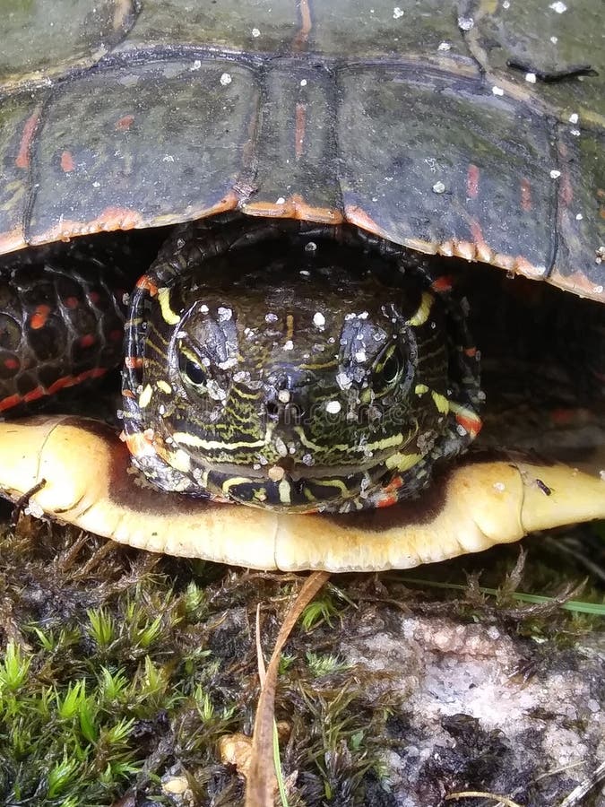 Murtle the Turtle Showing Off Defence Skill Stock Photo - Image of wild ...