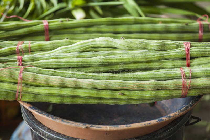 Murunga stock photo. Image of bunch, close, edible, diet - 33477244