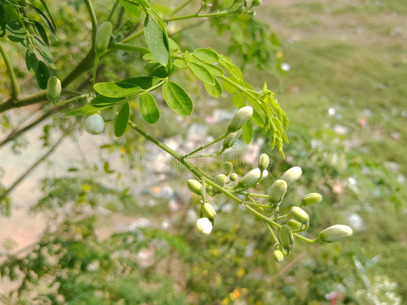 Murungai Mottu stock image. Image of flower, mottu, drumstick - 135848013