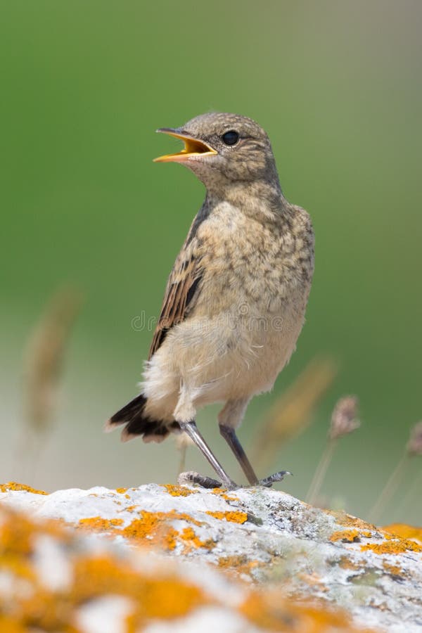Mus stock afbeelding. Image of openlucht, vogel, strand - 100772161