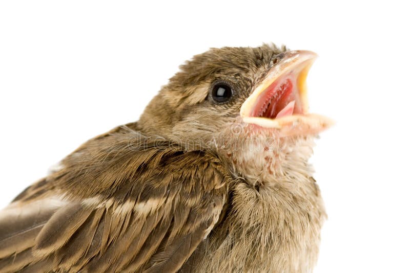Mus stock afbeelding. Image of hongerig, geïsoleerd, vogel - 10319811