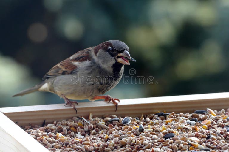 Mus stock afbeelding. Image of kleur, nave, duits, vogel - 105444155