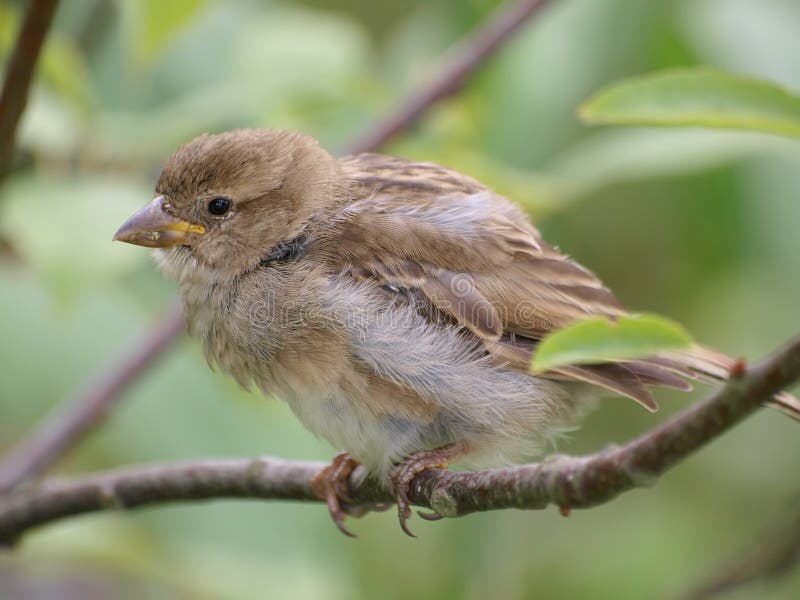 Mus stock afbeelding. Image of zitting, bruin, staart - 10604535