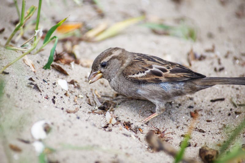Mus stock afbeelding. Image of nieuwsgierig, klein, seizoen - 109823633