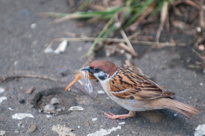 Mus stock afbeelding. Image of delen, dier, smokey, zuiden - 15052591