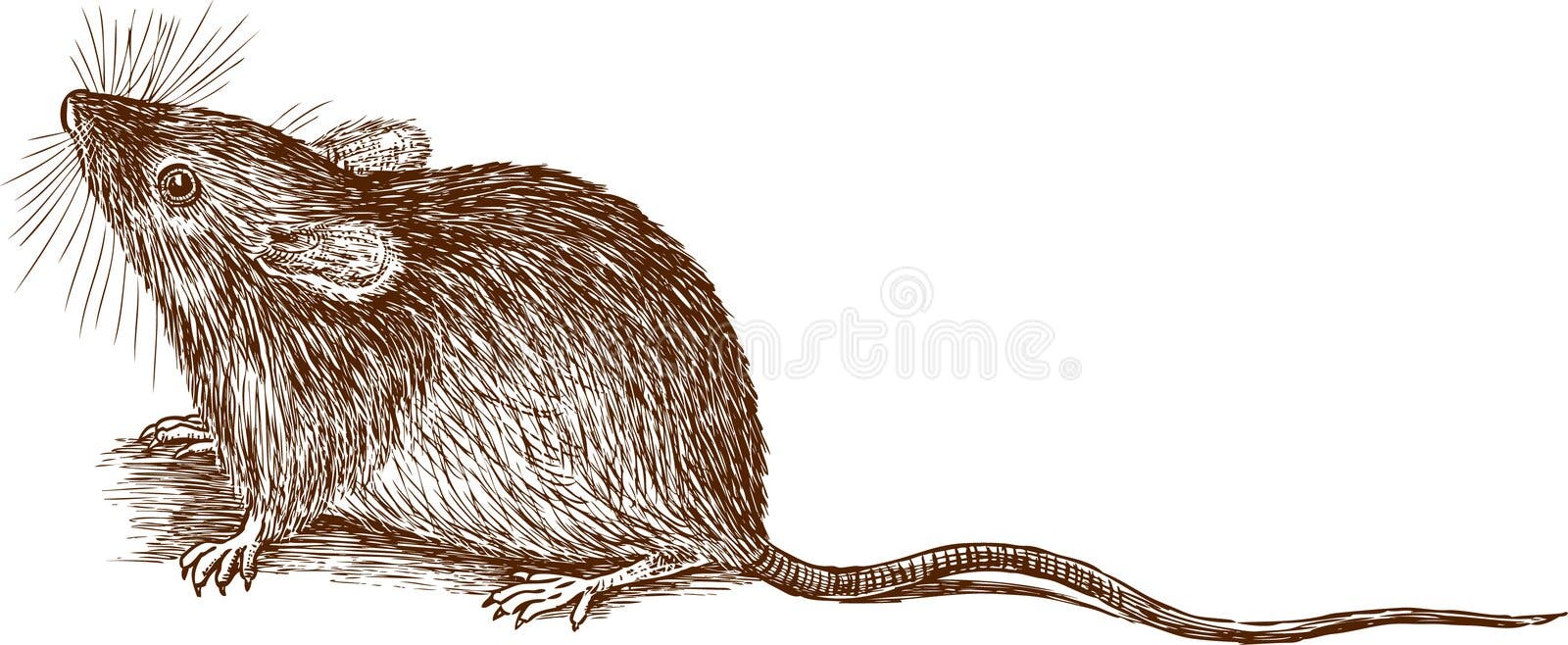 Liten mus vektor illustrationer. Illustration av stängning - 31383124