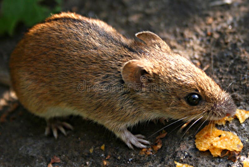 Mus arkivfoto. Bild av svan, medf8ort, päls, litet, makro - 3422834