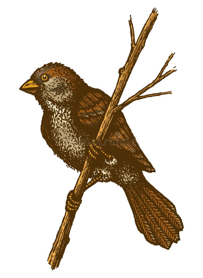 Mus Stock Illustrations, Vectors, & Clipart – (1,246 Stock Illustrations)