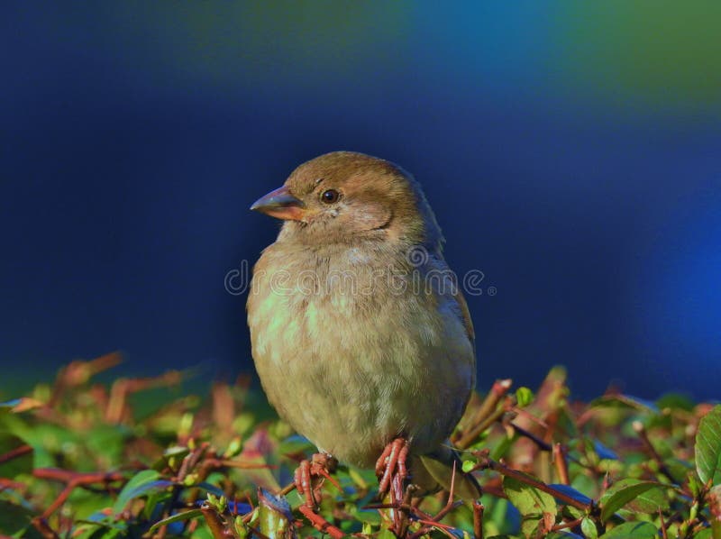Mus stock foto. Image of kleurrijk, vogel, fauna, dier - 69908886