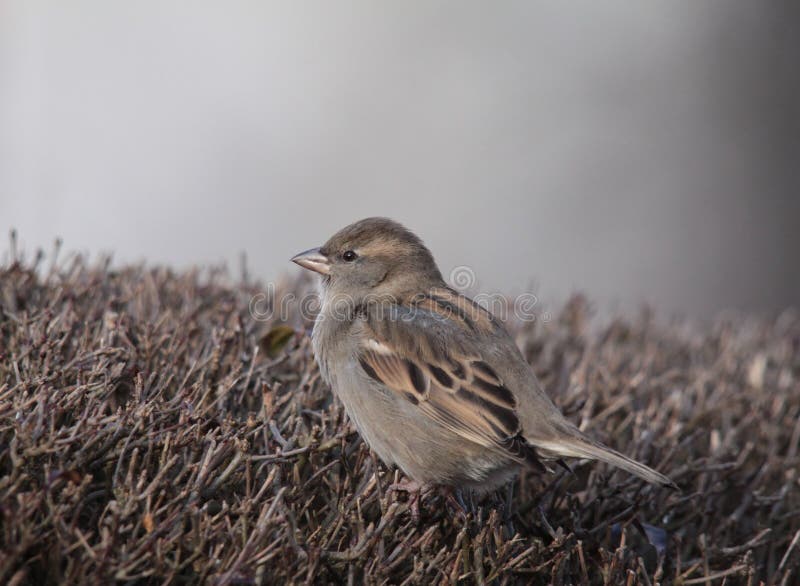 Mus stock foto. Image of fauna, neergestreken, dier, ornithologie ...