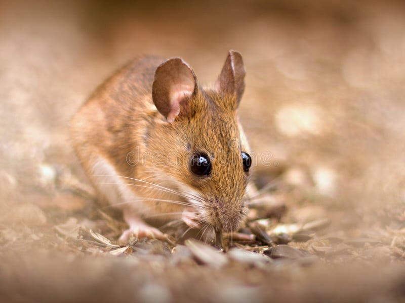 Mus arkivfoto. Bild av tafsar, nyfiket, ryggradsdjur - 87468448