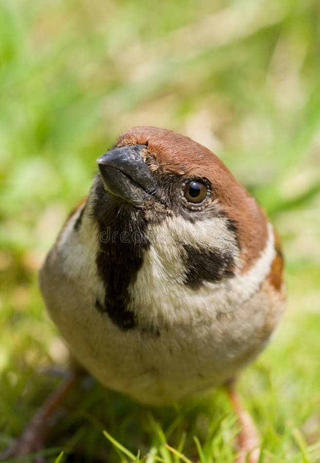 Mus 9 stock afbeelding. Image of vogel, openlucht, nave - 9714679