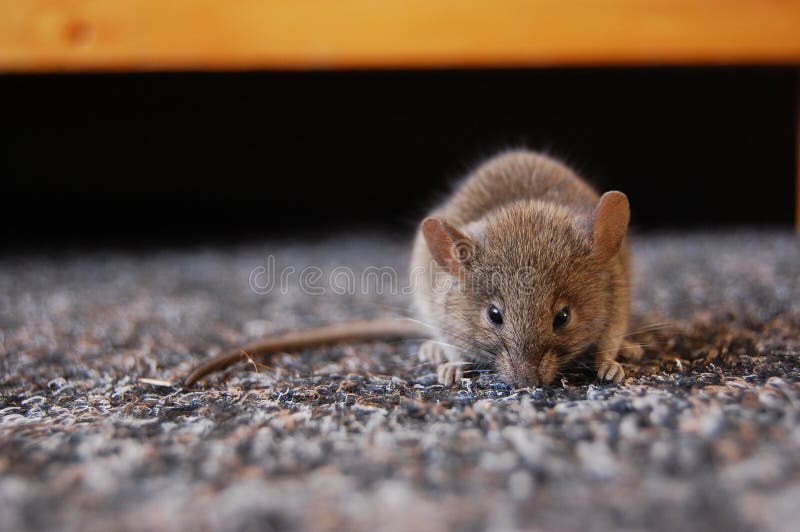 Mus hemlighet arkivfoto. Bild av förgiftat, matris, död - 35021986