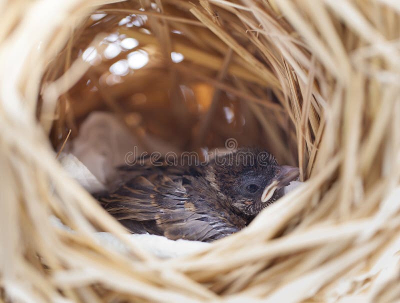 Mus in het nest stock afbeelding. Image of nieuw, zorg - 54304207