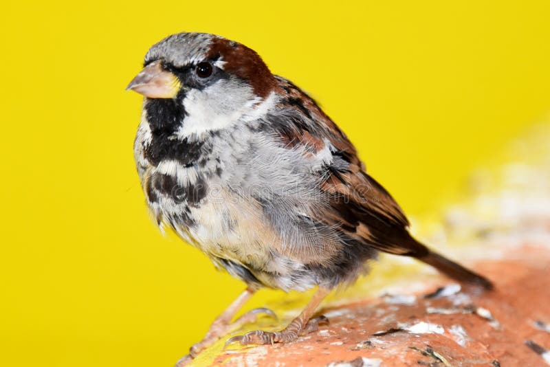 De Mus Onder Gele De Lentesleutelbloemen Pikt Voedsel De Lentestad Sk ...