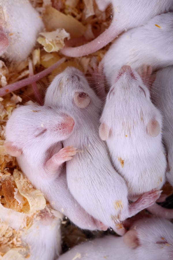 Mus musculus stock photo. Image of animal, medicine, medical - 9668076