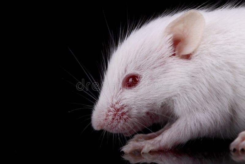 Hairless House Mouse, Mus Musculus Stock Photo - Image of copy, full ...