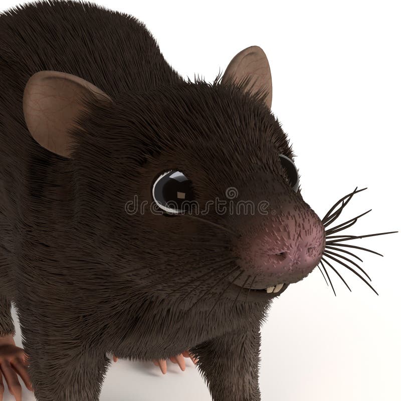 Image of mus musculus stock illustration. Illustration of mouse - 39585464