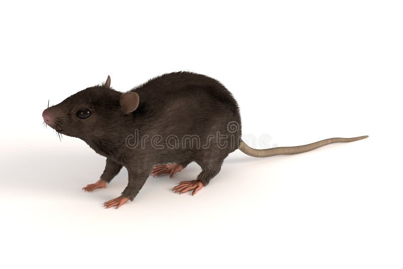 Image of mus musculus stock illustration. Illustration of mouse - 39585464