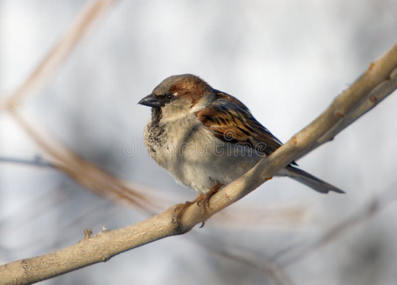 Mus op een tak stock afbeelding. Image of takje, staart - 13362065