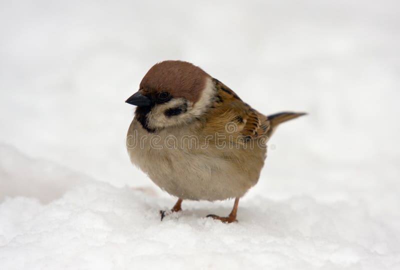 Mus op sneeuw stock afbeelding. Image of wild, weer, dieren - 12570563