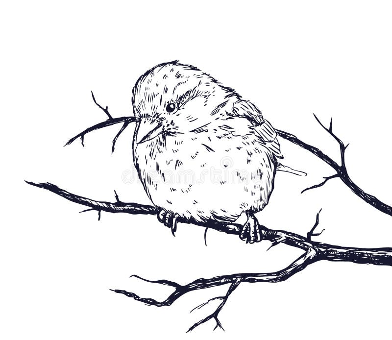 Mus op tak vector illustratie. Illustration of tekening - 18776252