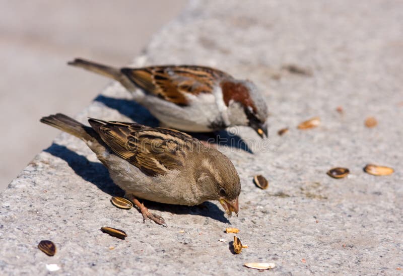 Mus Twee Eet Zonnebloemzaden Stock Afbeelding - Image of zonnig, zaden ...
