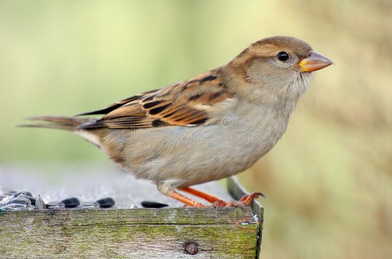 Mus op de vogelvoederplank stock afbeelding. Image of voeder - 8141189