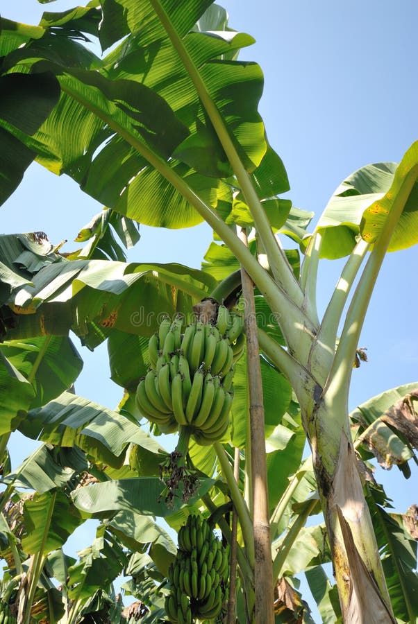 Musa acuminata banana stock image. Image of fresh, tree - 72080235