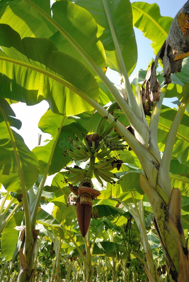 Musa acuminata banana stock image. Image of tropical - 72080839