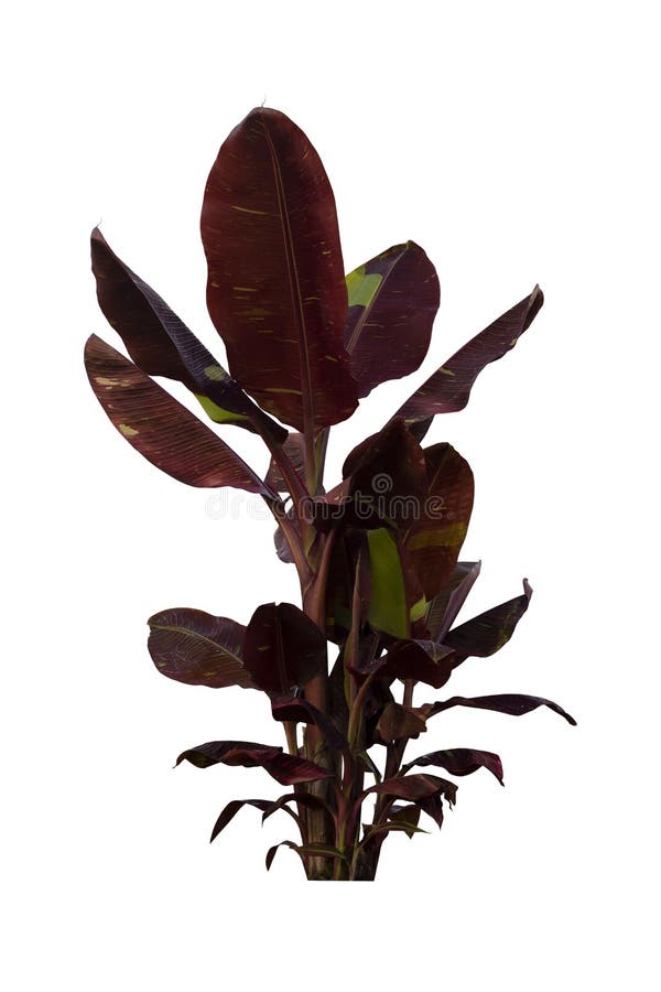 Siam Ruby Banana Stock Photos - Free & Royalty-Free Stock Photos from ...