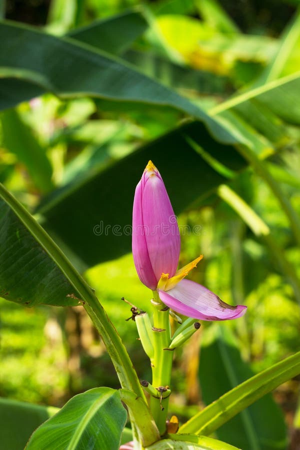 Musaceae стоковое фото. изображение насчитывающей вал - 57345716