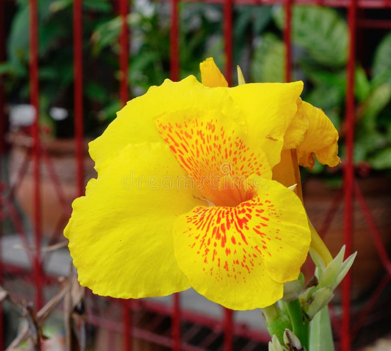 Musaceae Flower at the Park in Manila, Philippines Stock Photo - Image ...
