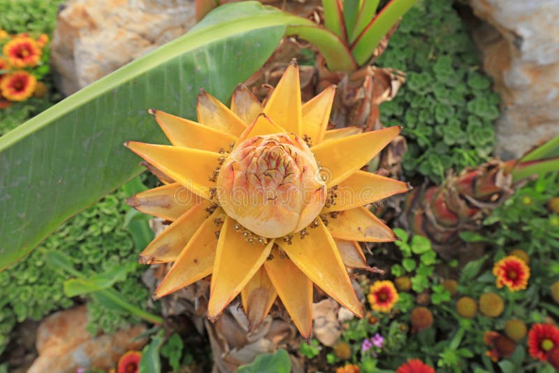 Musaceae Plants Hairyfruit Musella Flower Stock Image - Image of bracts ...